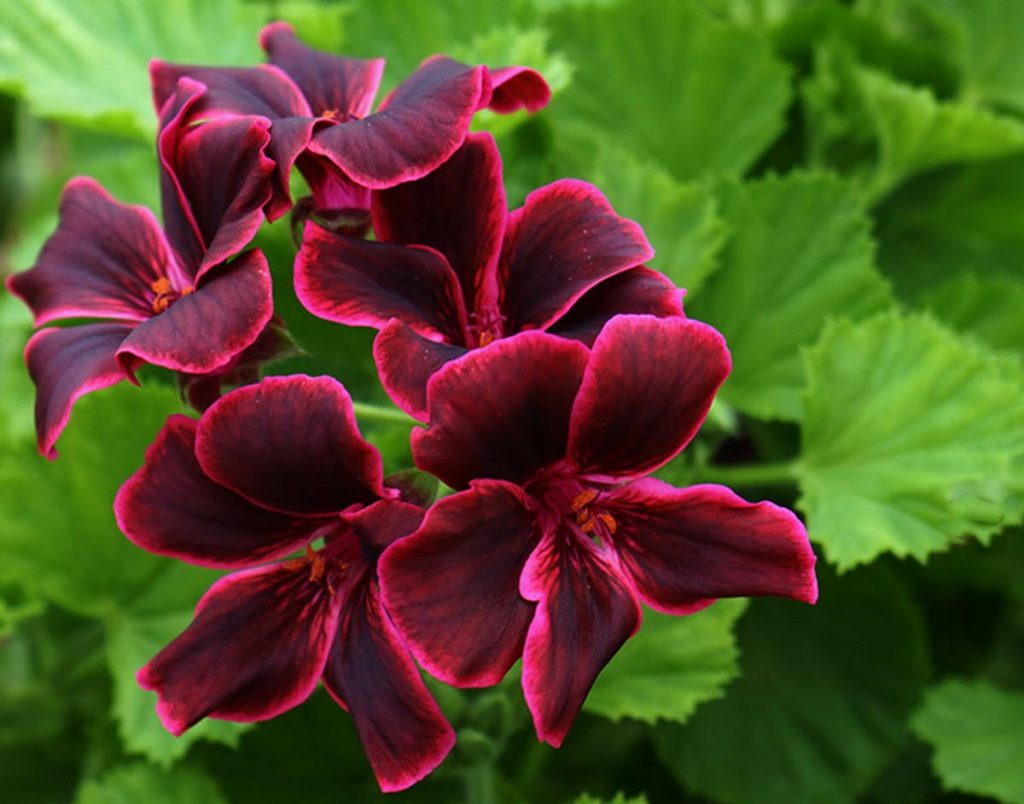 'Lord Bute' pelargon | Pelargoner
