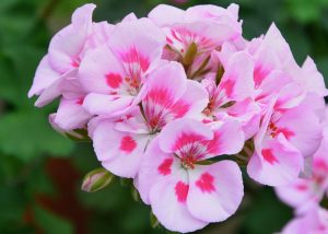 Pelargoner | Hur man sköter, vattnar, göder, planterar om & beskär