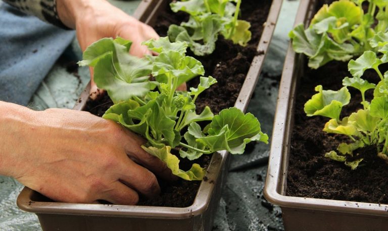 Plantera om pelargoner | Hur & när man bäst planterar om sin pelargon